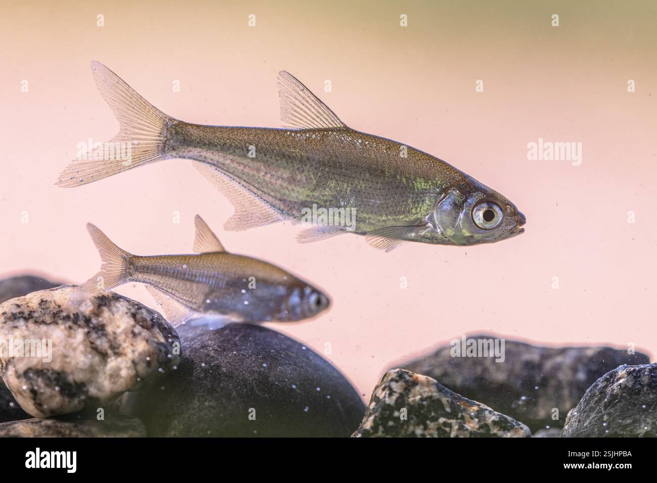 Cyprinid family hi-res stock photography and images - Alamy