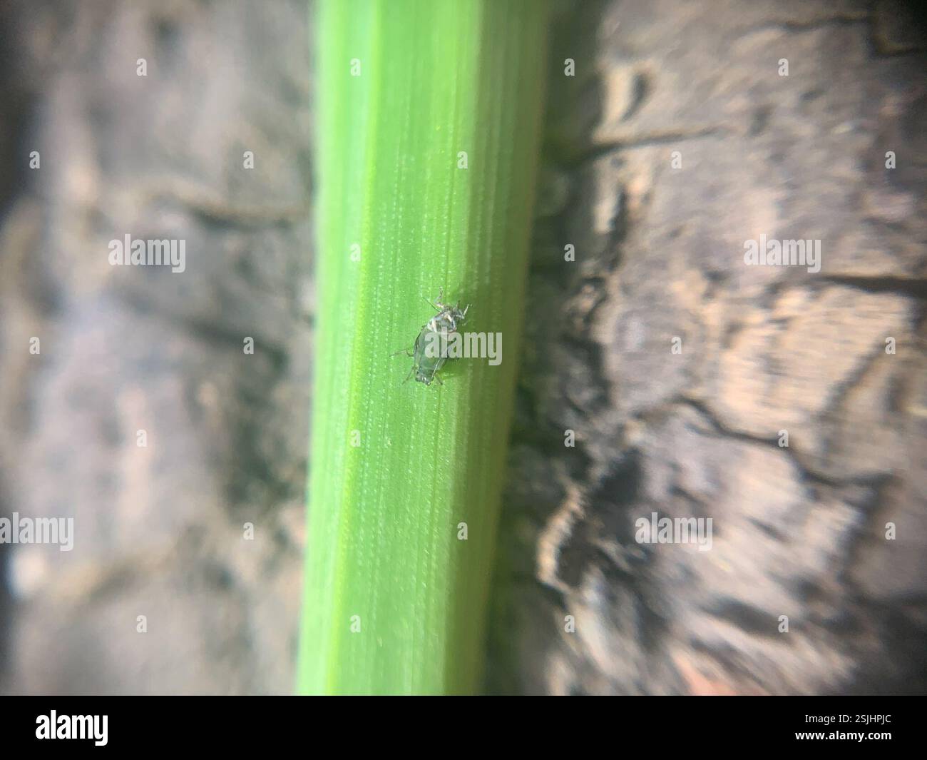 True Bugs, Hoppers, Aphids, and allies (Hemiptera), Insecta, Beale Afb ...