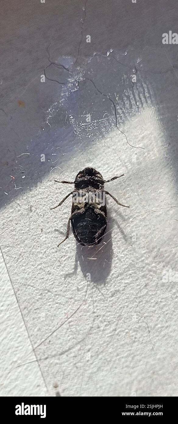 Larder Beetle (Dermestes lardarius), Insecta, Smithers, BC, Canada ...