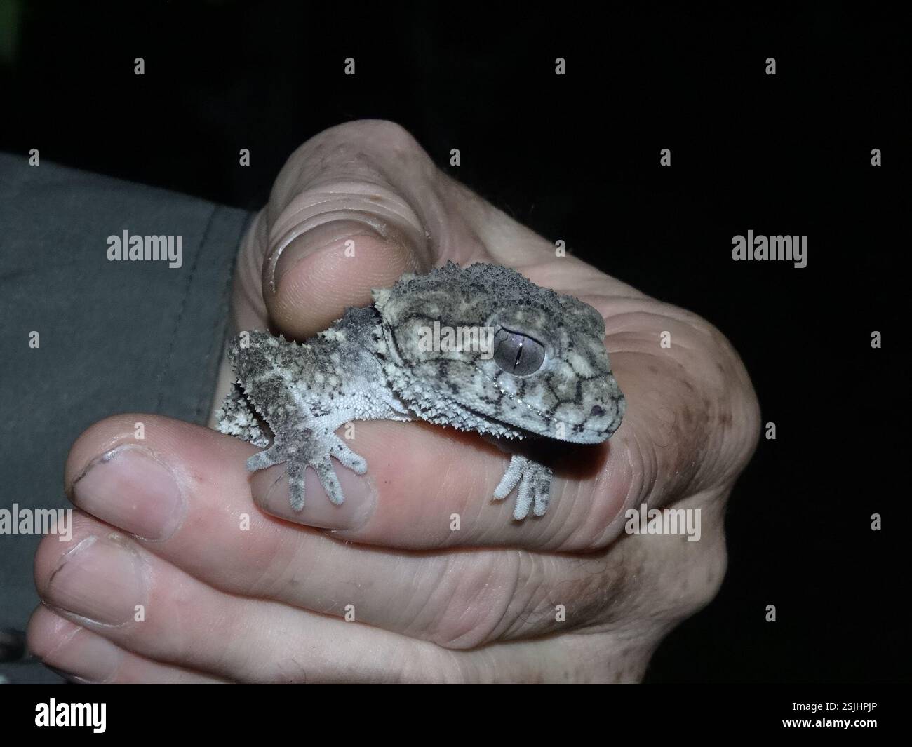 Spiny Knob-tailed Gecko (Nephrurus asper), Reptilia, Oxford QLD 4742 ...