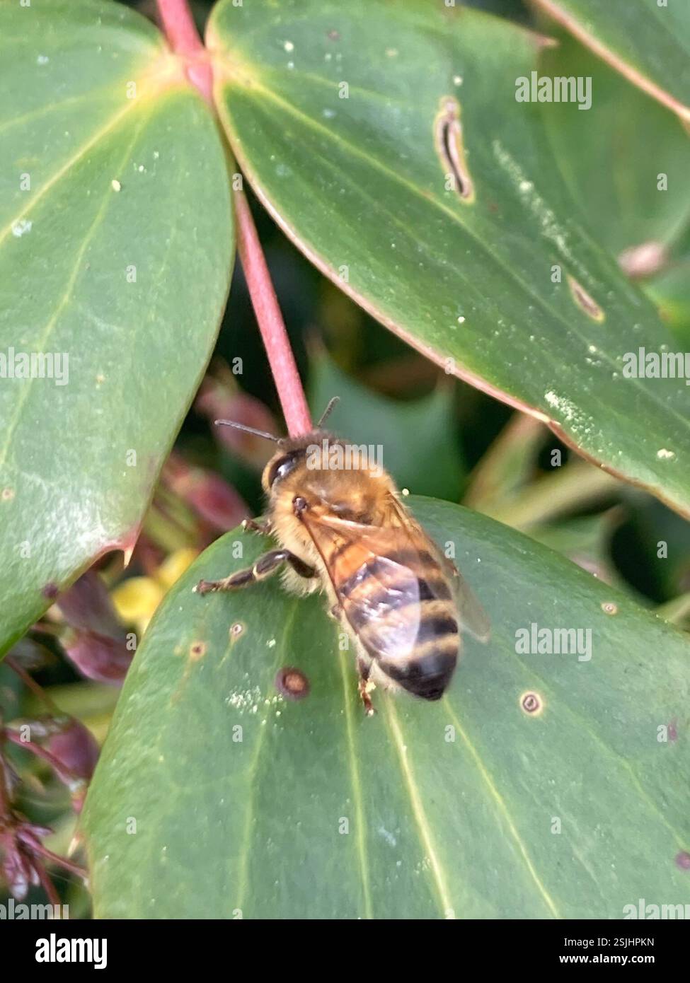 Western Honey Bee (Apis mellifera), Insecta, Sheen Lane, London ...