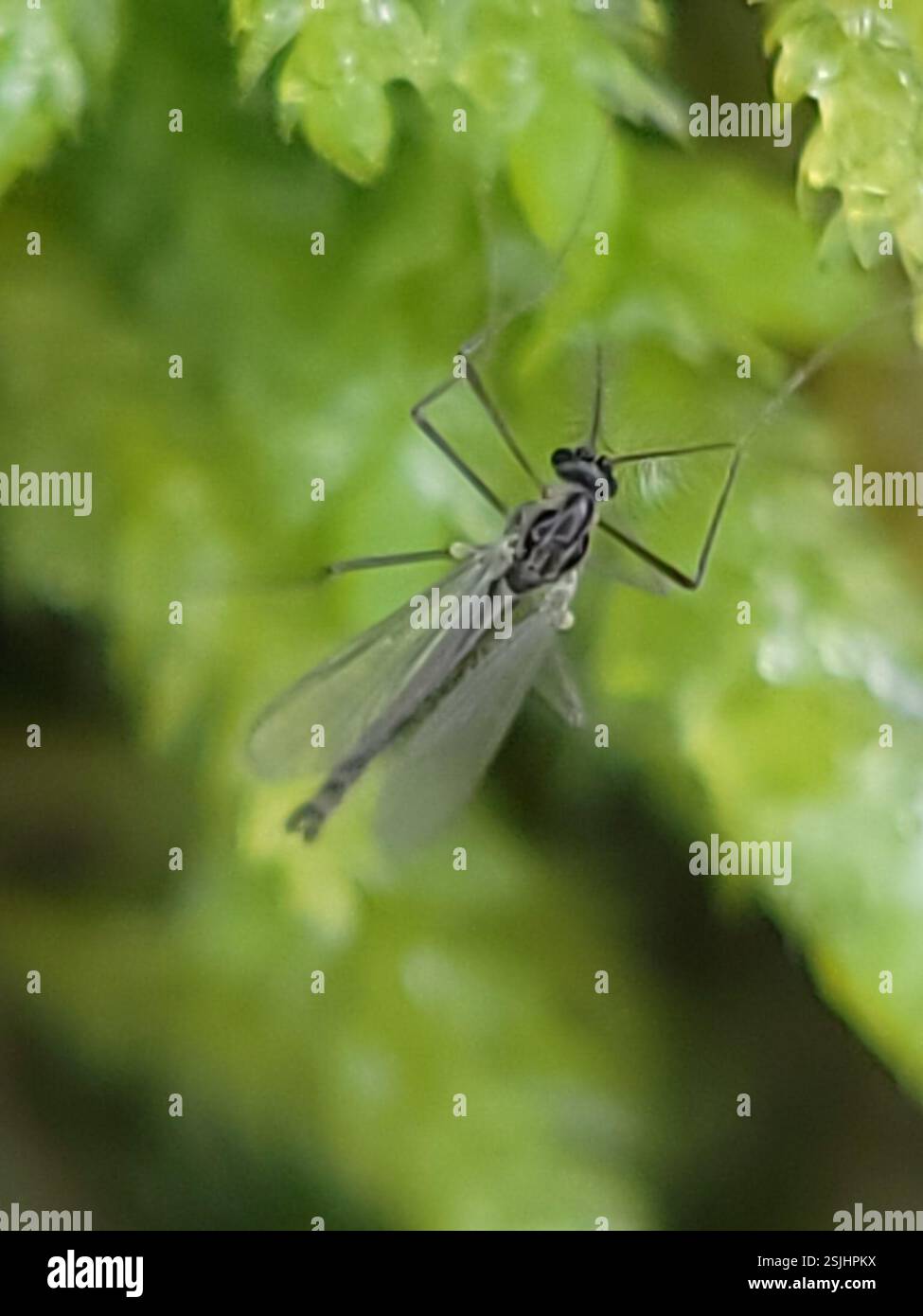 Non-biting Midges (Chironomidae), Insecta, Saratoga, CA 95070, USA ...