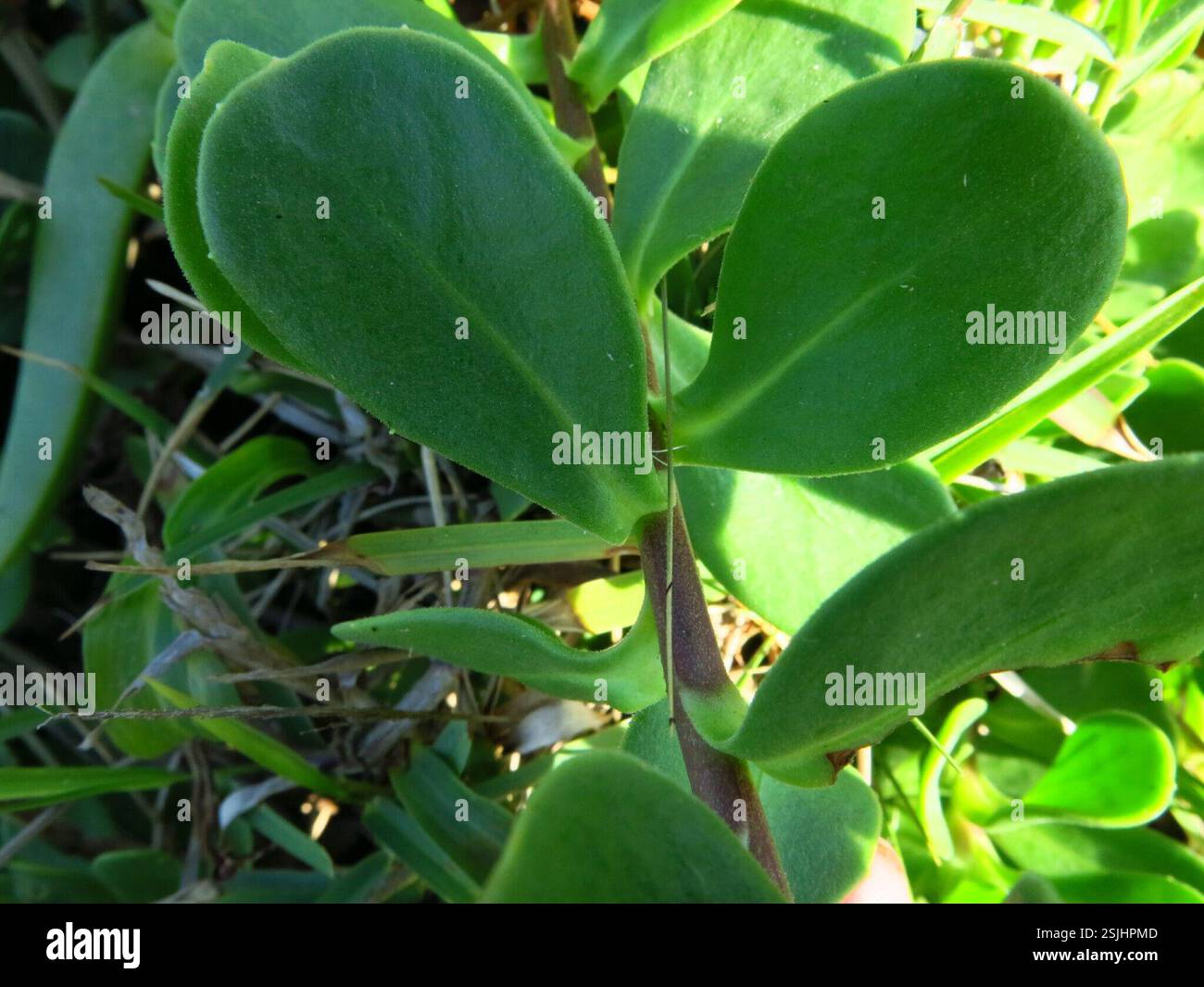 trailing African daisy (Dimorphotheca fruticosa), Plantae, Ugu, KwaZulu ...