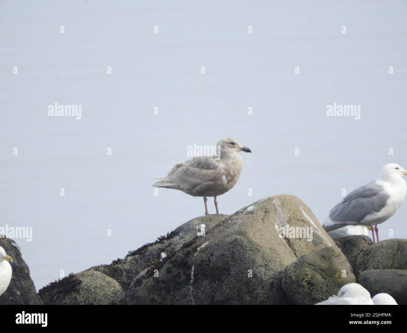 Glaucous-winged Gull (Larus glaucescens), Aves, Comox Valley, BC ...