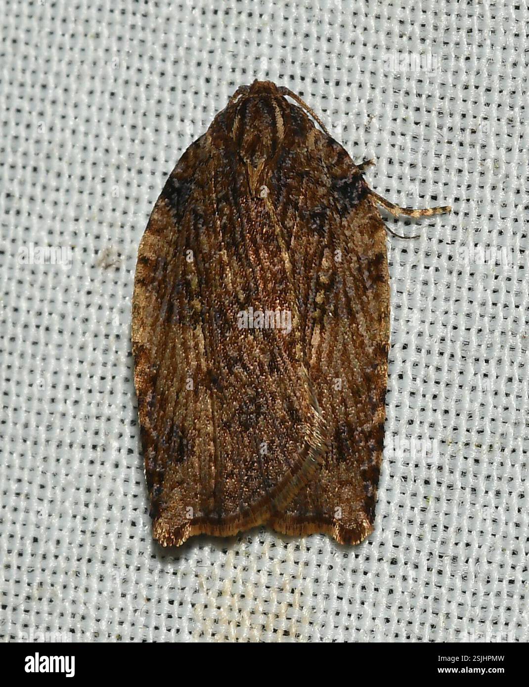 Butterflies and Moths (Lepidoptera), Insecta, Guango Lodge, Papallacta ...