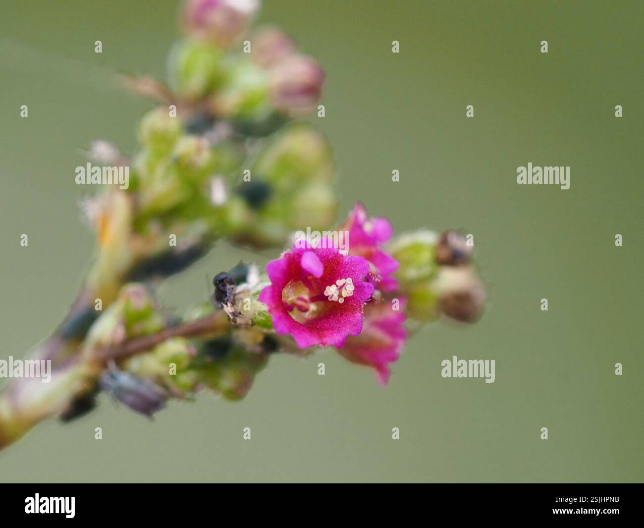 scarlet spiderling (Boerhavia coccinea), Plantae, 台灣嘉義縣 Stock Photo - Alamy