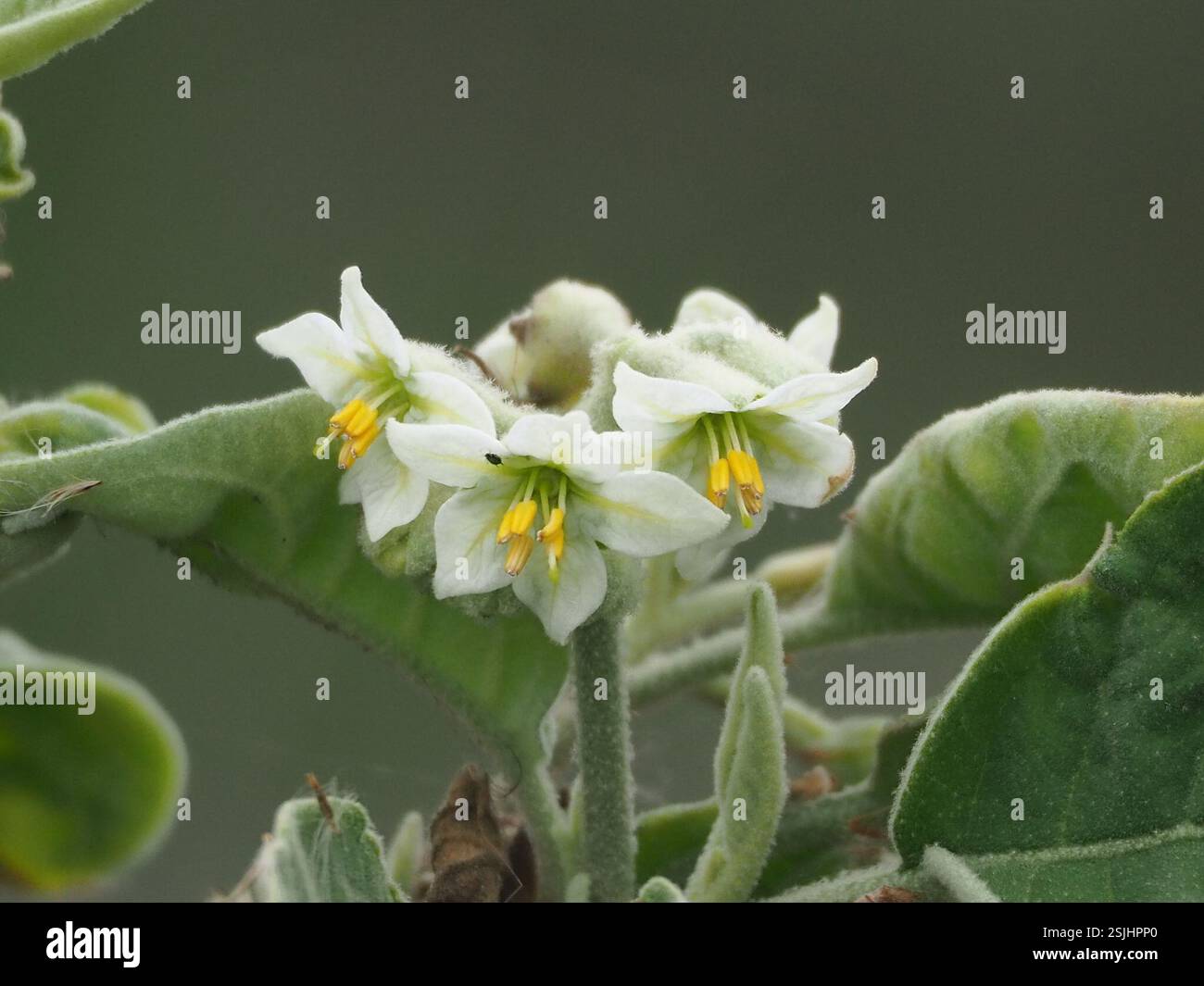 potato tree (Solanum erianthum), Plantae, 台灣嘉義縣 Stock Photo - Alamy
