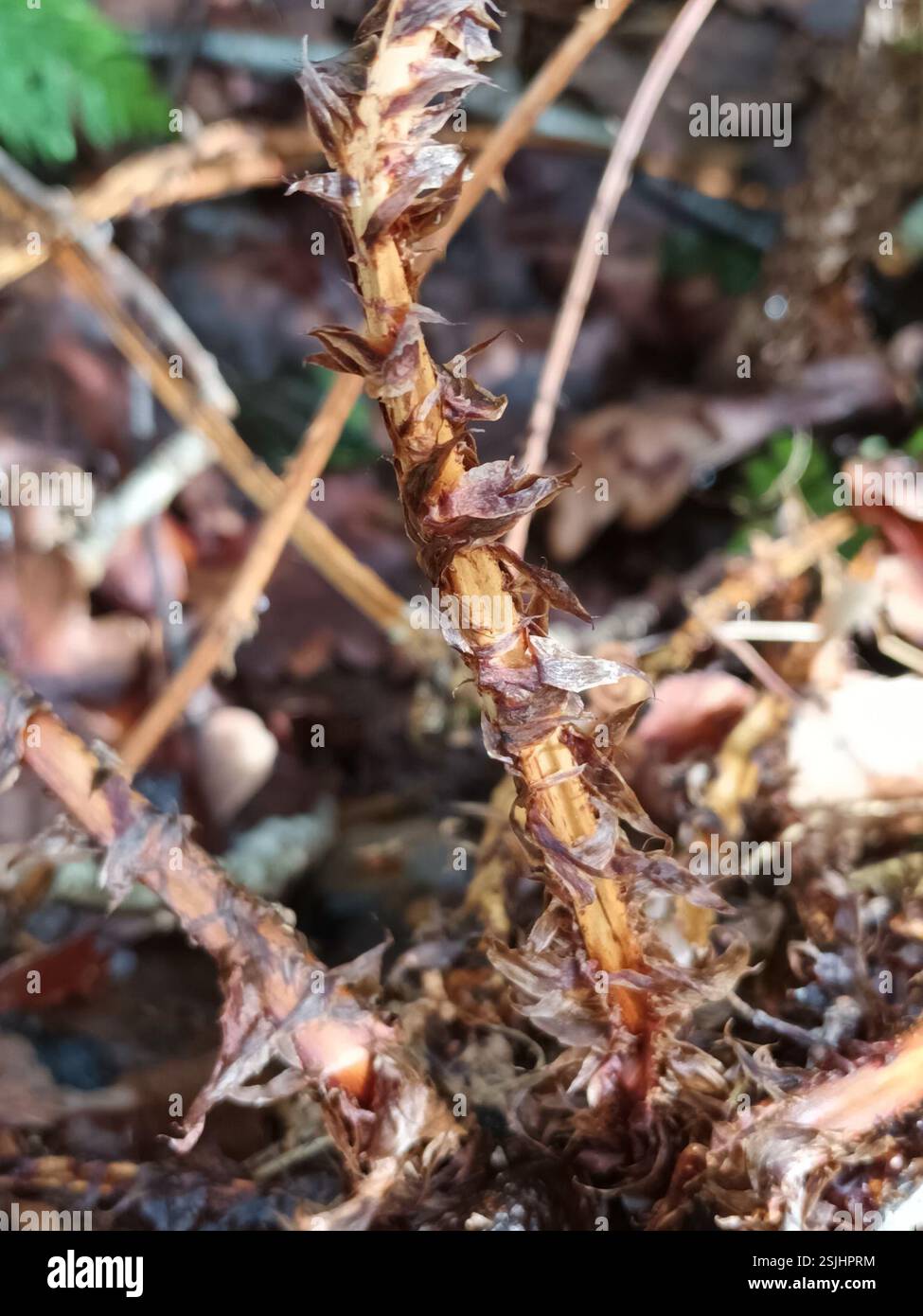 broad buckler-fern (Dryopteris dilatata), Plantae, Birkenhead, UK Stock ...