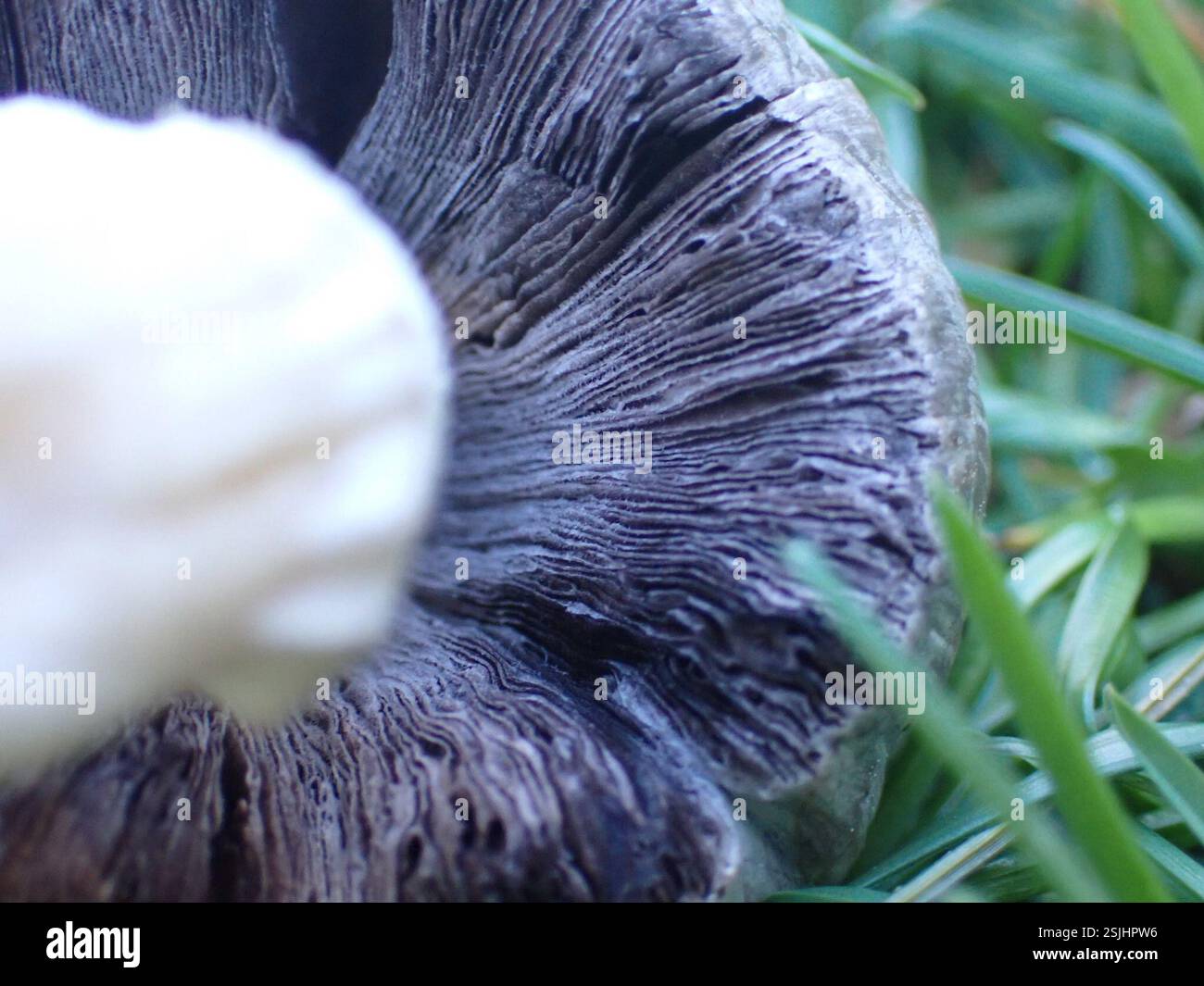 Common Ink Cap (Coprinopsis atramentaria), Fungi, North Carolina, US ...