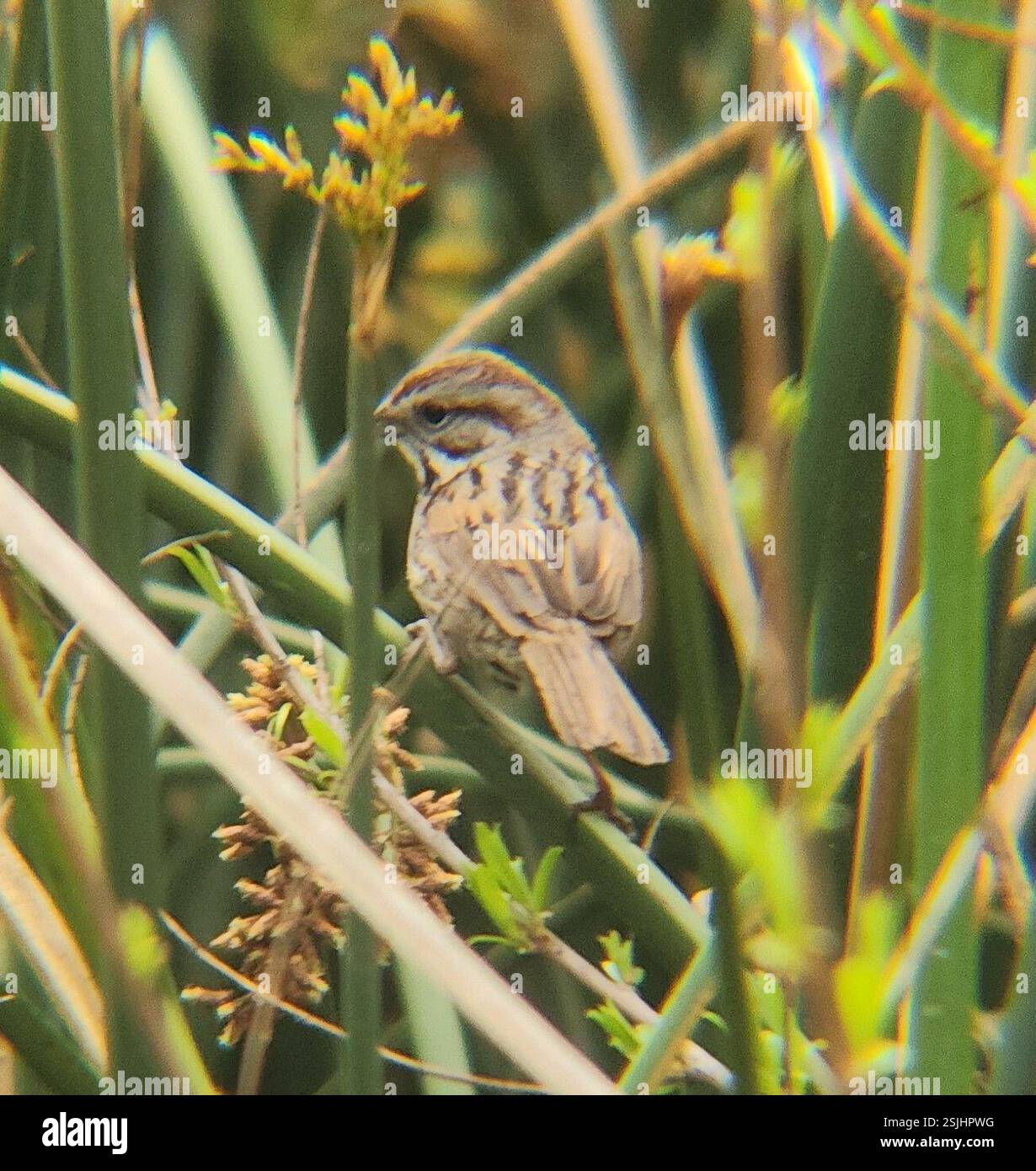 Song Sparrow (Melospiza melodia), Aves, 22430 Tijuana, Baja California ...