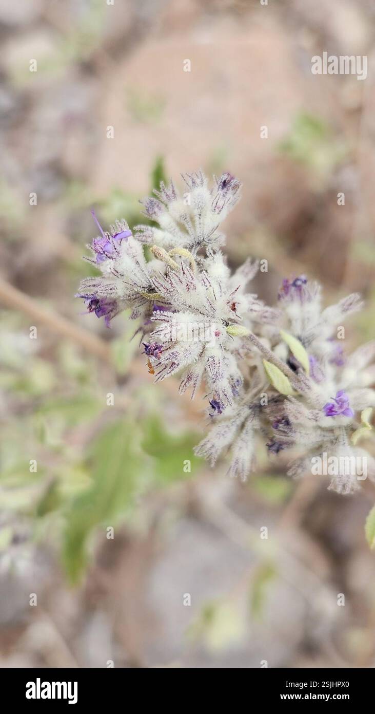 desert lavender (Condea emoryi), Plantae, Loreto, MX-BS, MX Stock Photo ...