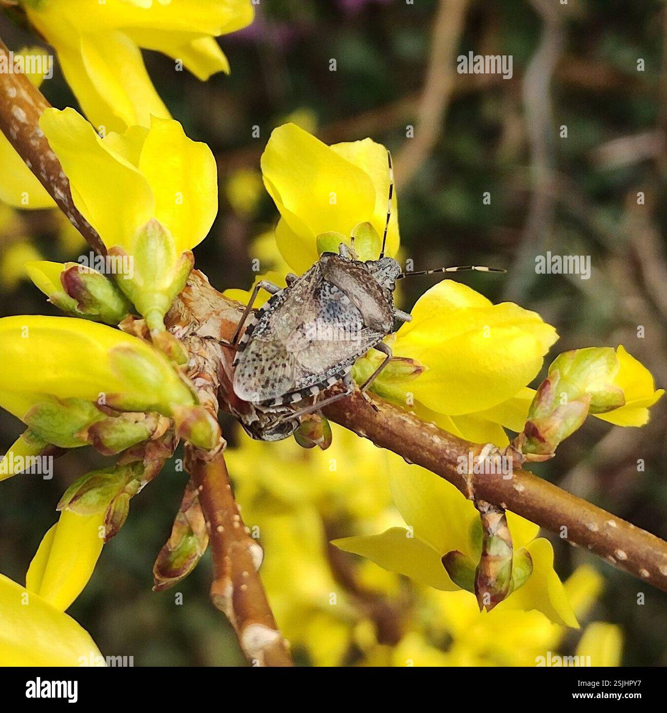 Mottled Stink Bug (Rhaphigaster nebulosa), Insecta, Kosanin dol ...