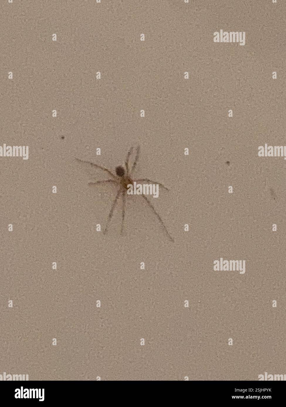 Common Spitting Spider (Scytodes thoracica), Arachnida, Penrhyn ...