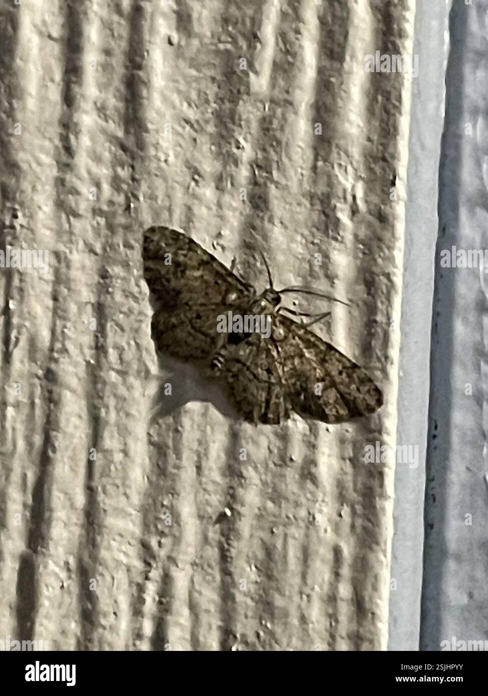 Texas Gray (Glenoides texanaria), Insecta, Oakwell Farms Pkwy, San ...