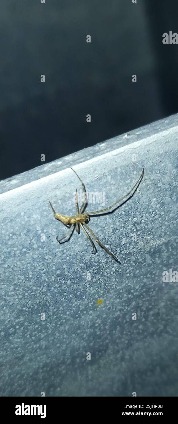 Common Stretch Spider (Tetragnatha extensa), Arachnida, Podunajské ...