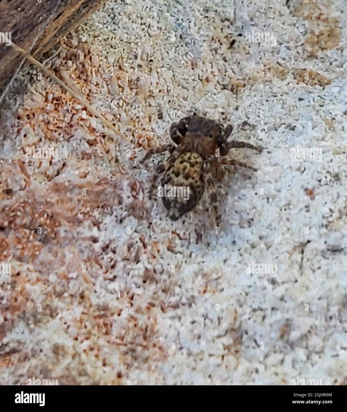 Algerian Jumping Spider (Cyrba algerina), Arachnida, Pembrukas, Malta ...