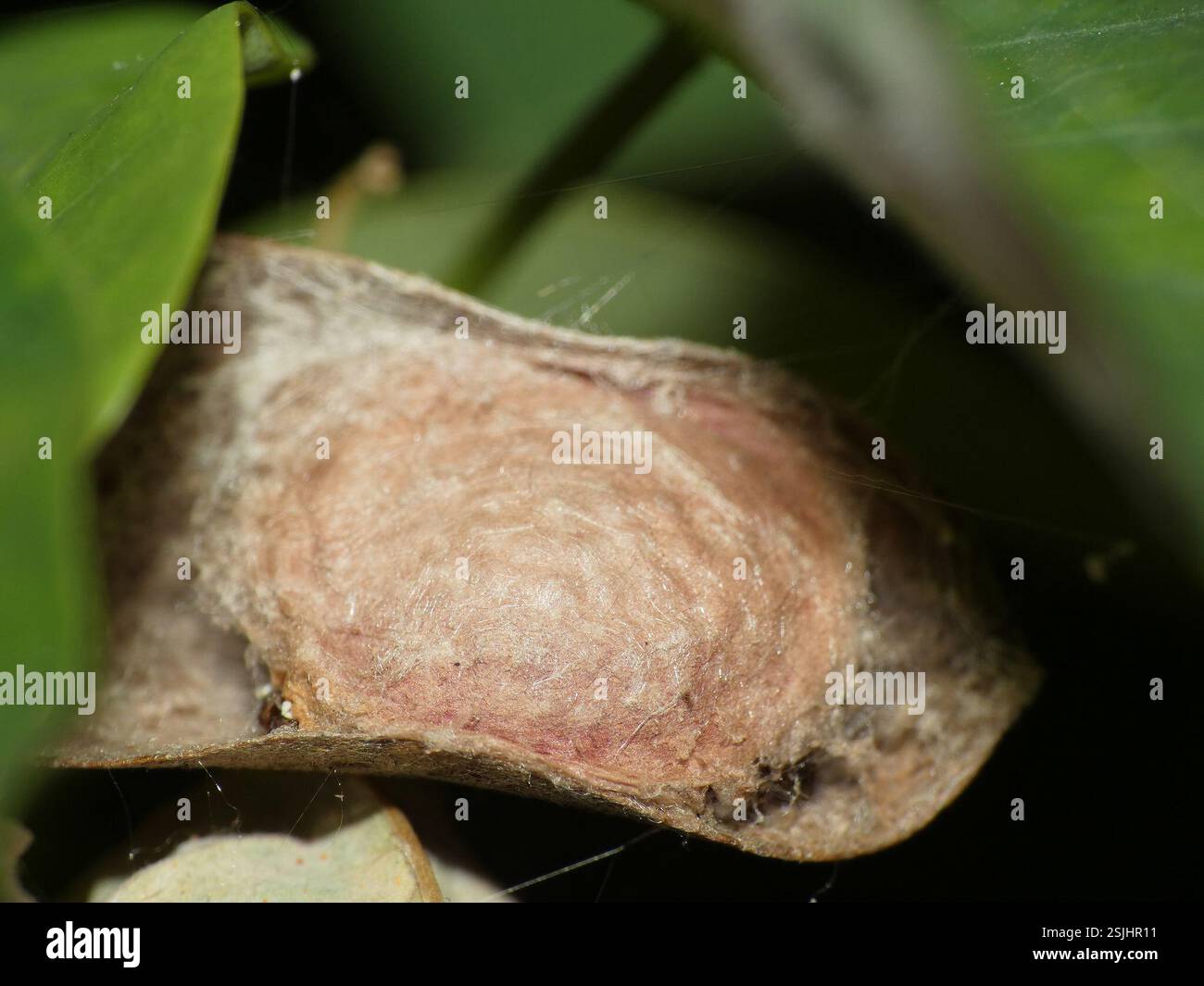 Grass lynx spiders (Oxyopes), Arachnida, Chisipite, Harare, Zimbabwe ...
