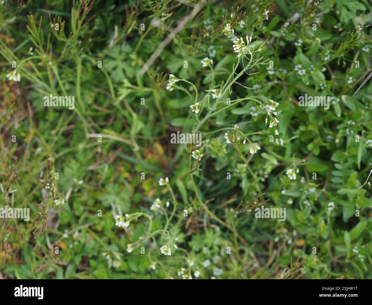mouse-ear cress (Arabidopsis thaliana), Plantae, Lorton, VA, USA Stock ...
