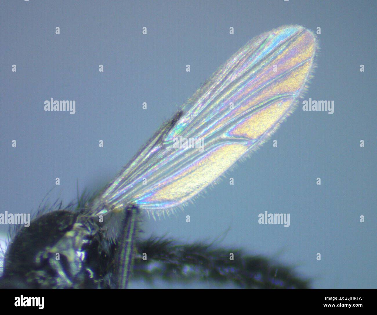 Biting Midges (Ceratopogonidae), Insecta, Moscow, ID, USA, Collected ...