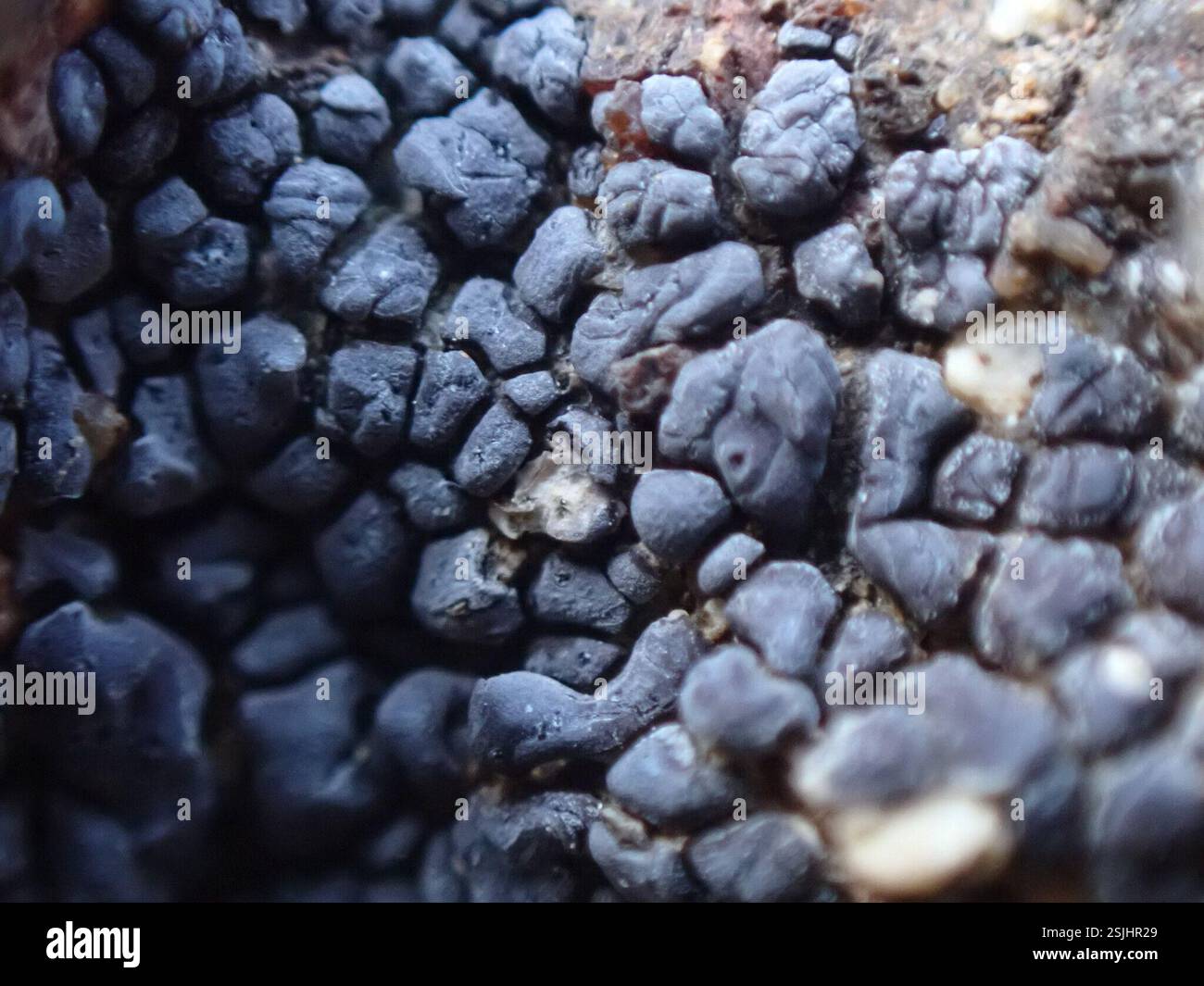 common lichens (Lecanoromycetes), Fungi, Palm Desert, CA, USA, Bullate ...