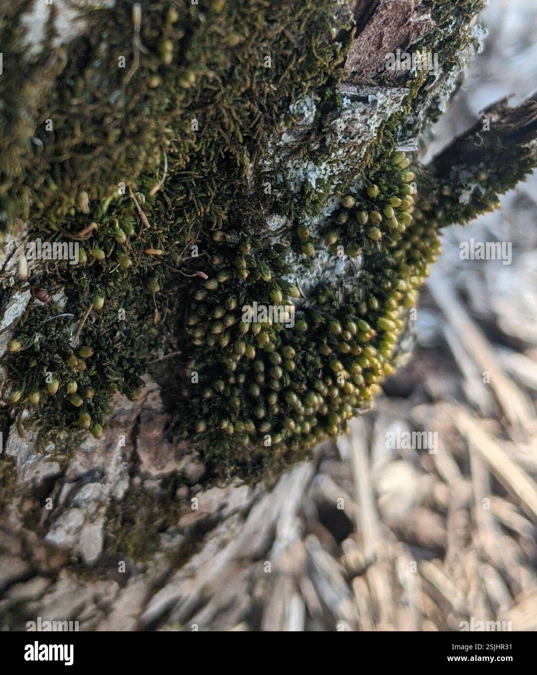 Starry Bristle Moss (Orthotrichum stellatum), Plantae, Avenues West ...