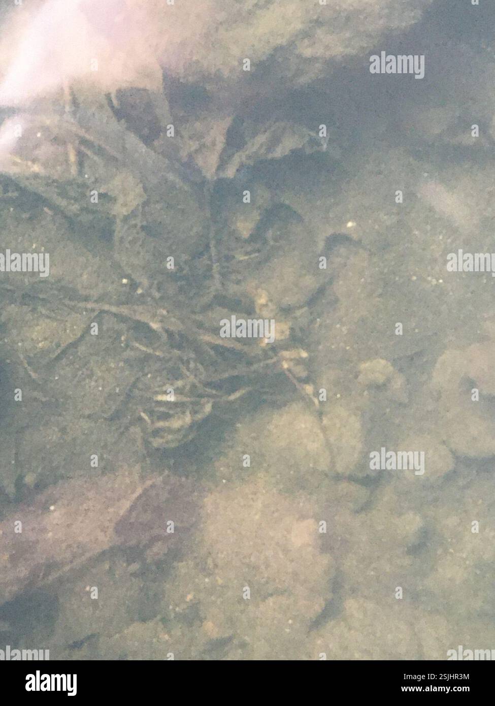 Northern Hog Sucker (Hypentelium nigricans), Actinopterygii, N Race St ...