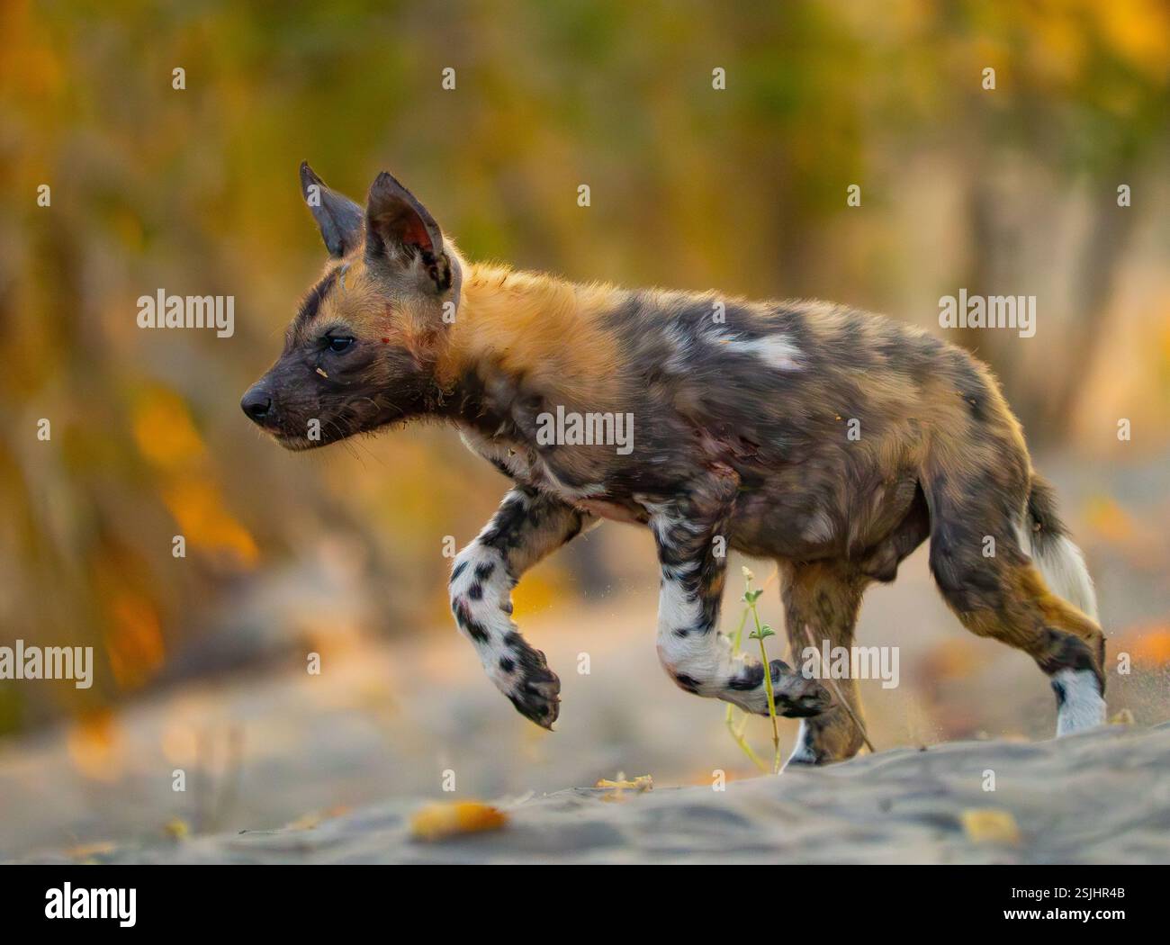 African Wild Dog (Lycaon pictus) pup running Stock Photo - Alamy