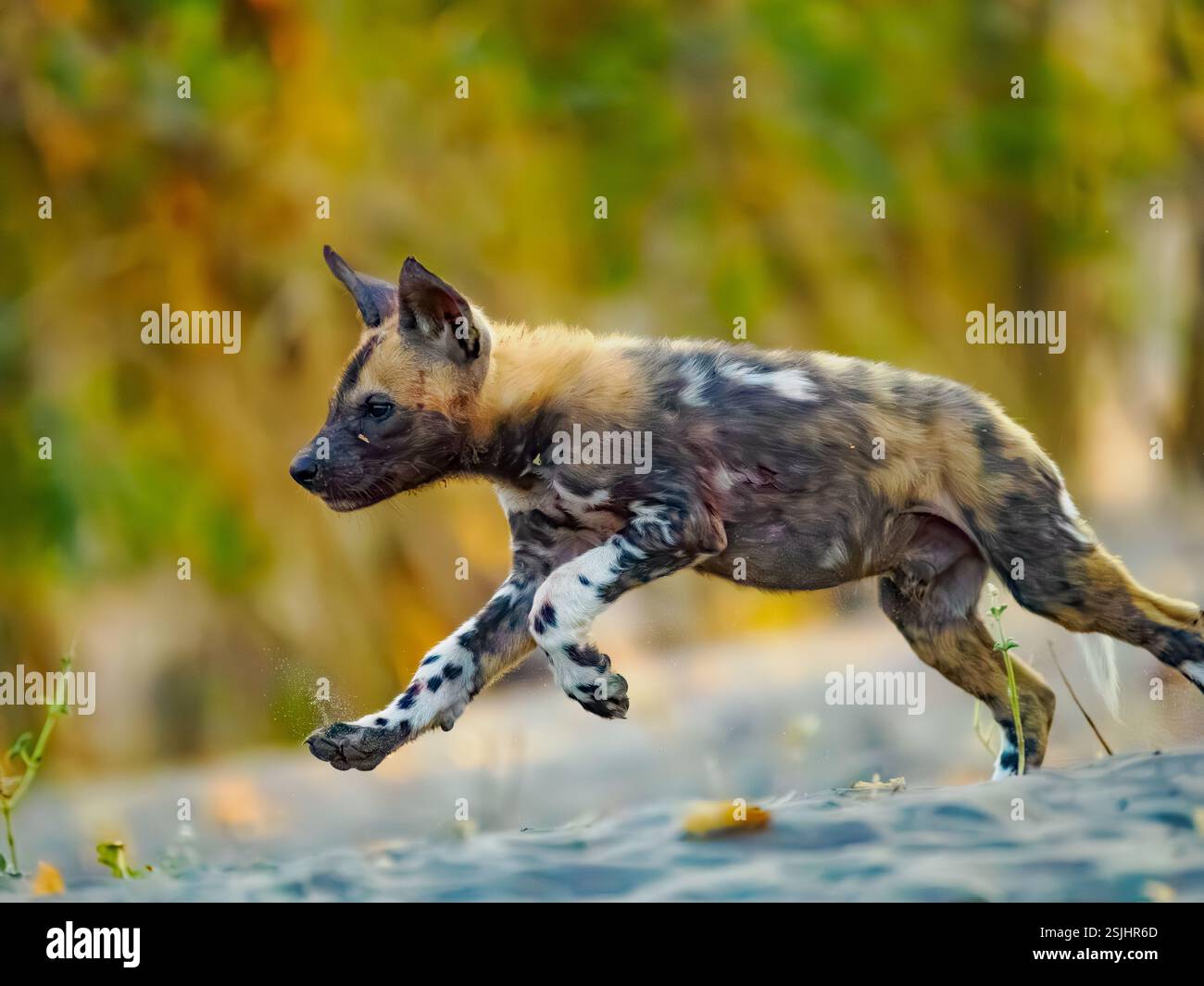 African Wild Dog (Lycaon pictus) pup running Stock Photo - Alamy