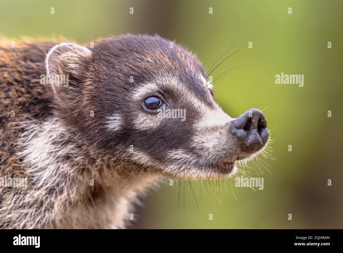Portrait of White-nosed coati (Nasua narica),also known as the ...