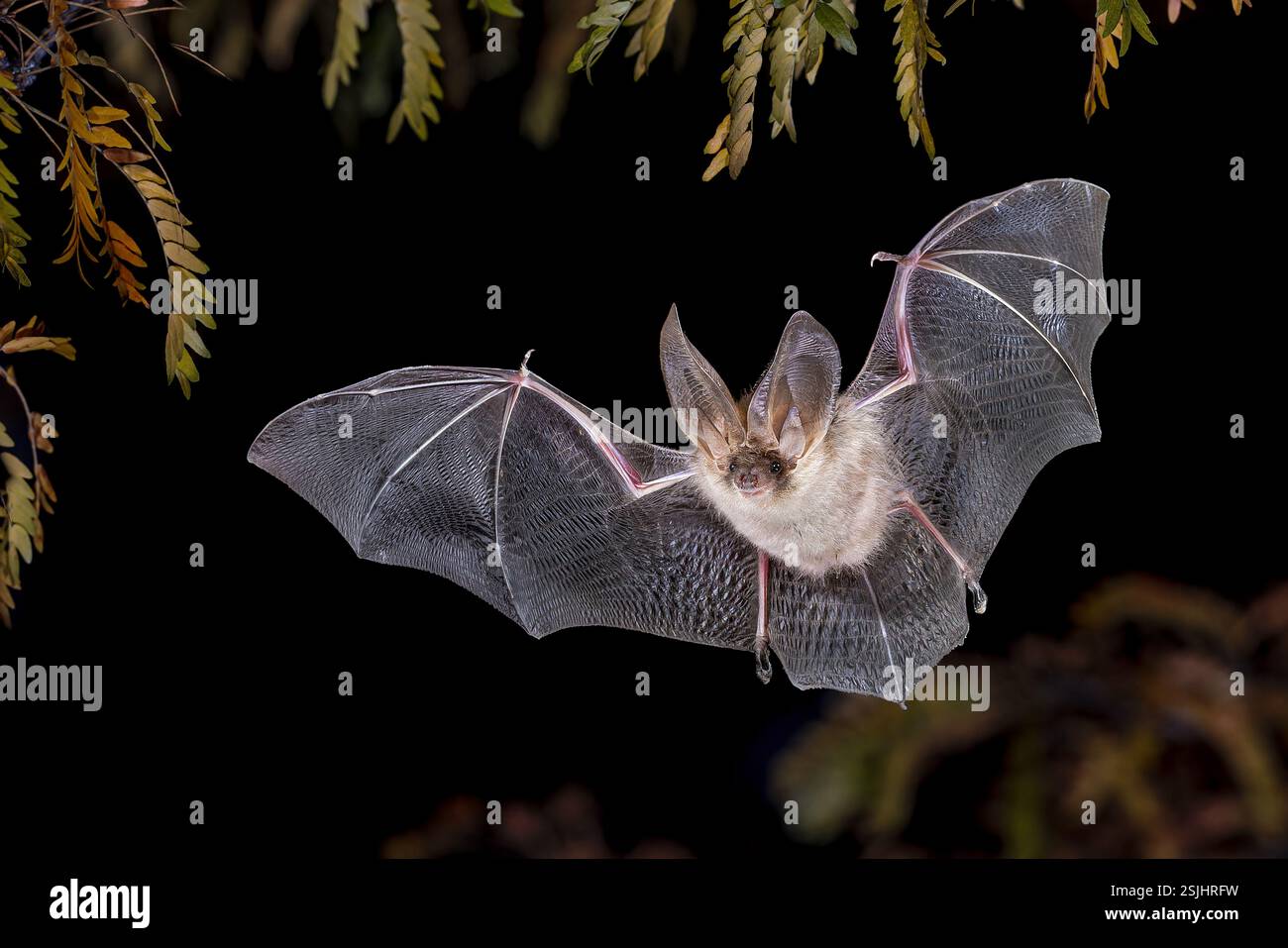 Brown Long-Eared Bat (Plecotus auritus) flying in mid air in Forest ...
