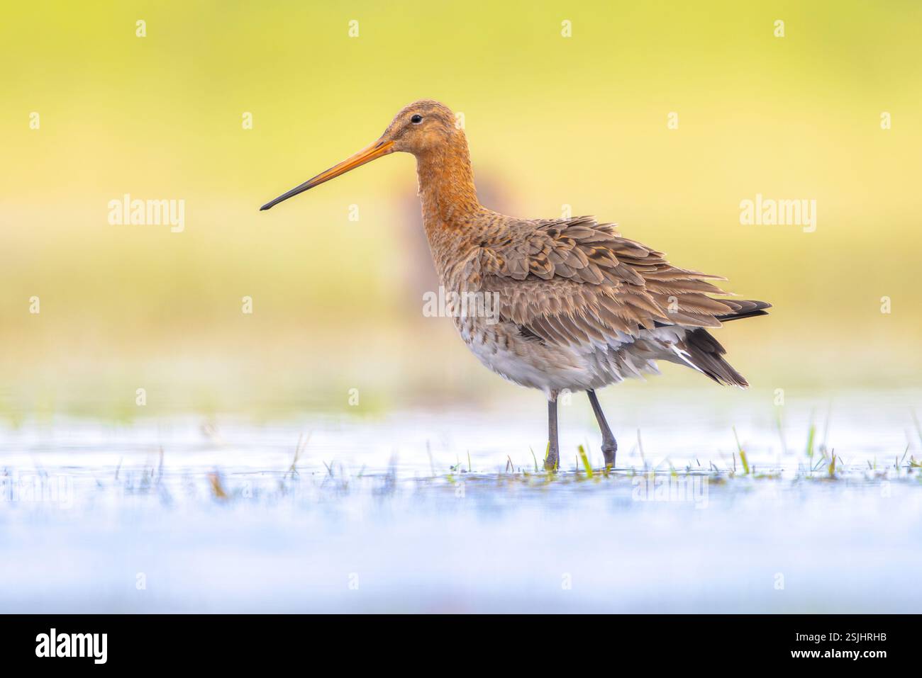 Majestic Black-tailed Godwit (Limosa limosa) wader bird walking and ...