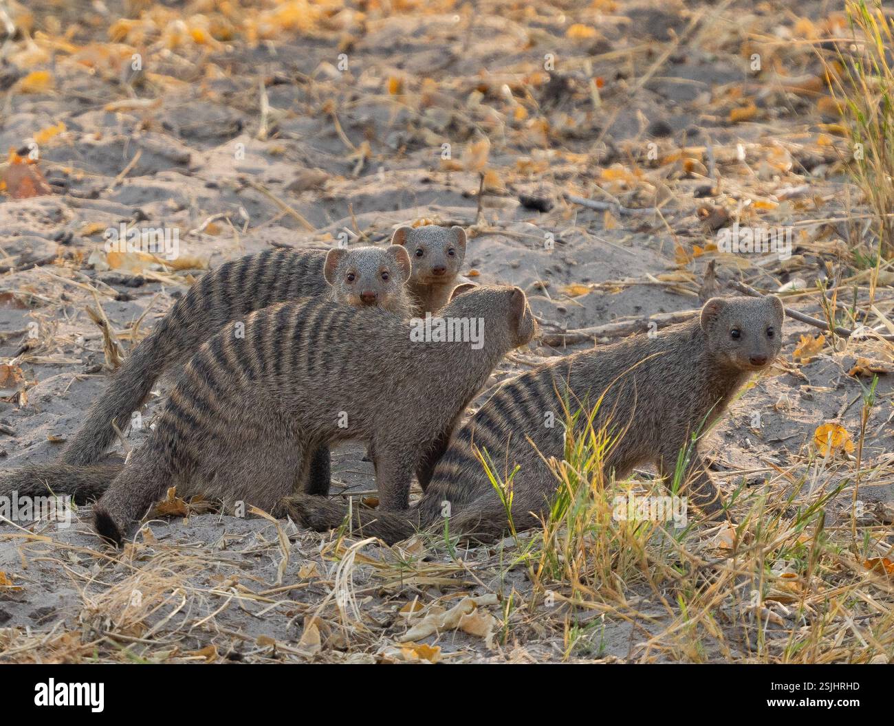 Banded Mongoose (Mungos mungo Stock Photo - Alamy