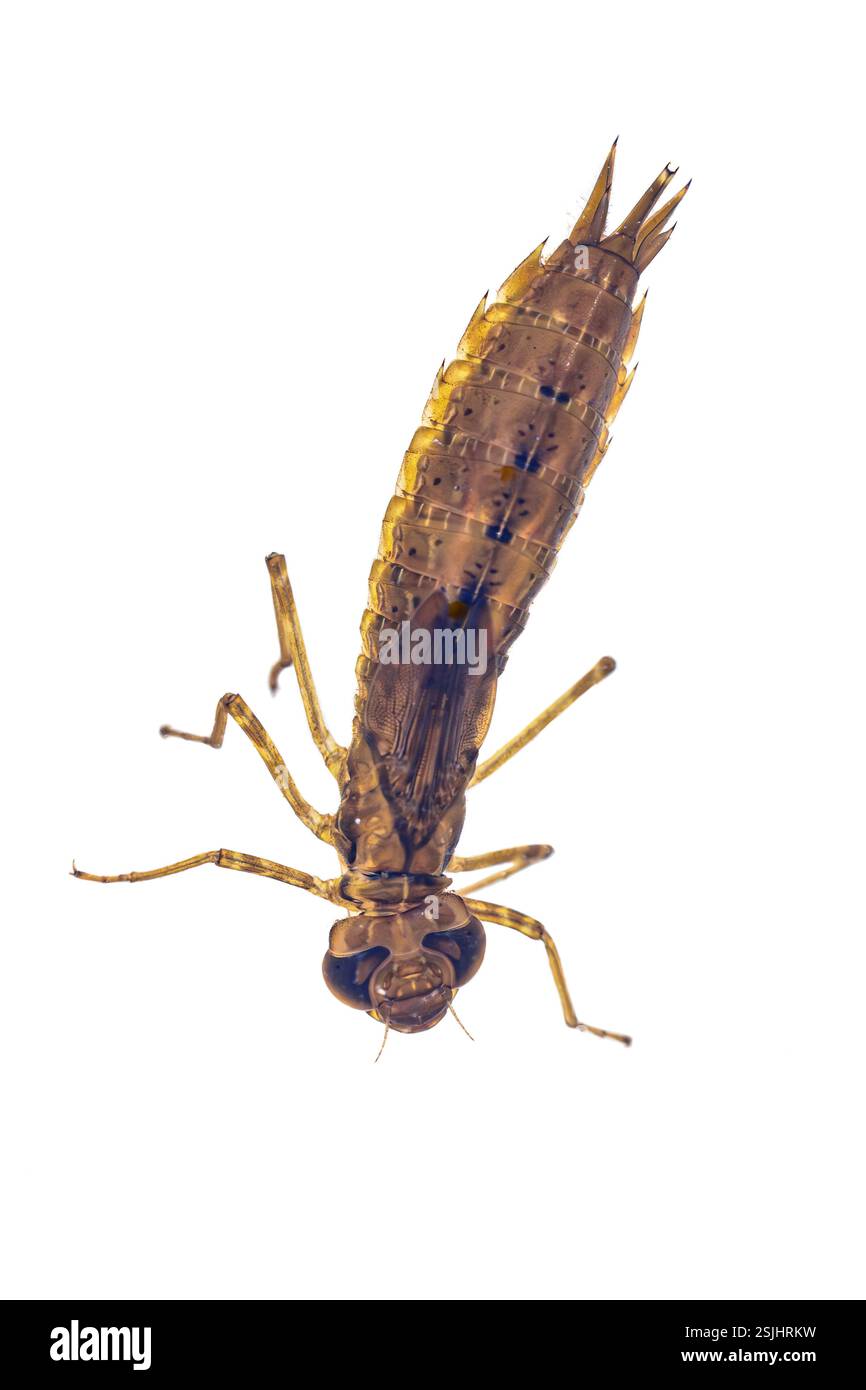 Emperor Dragonfly or Blue Emperor (Anax imperator) larvae on white ...