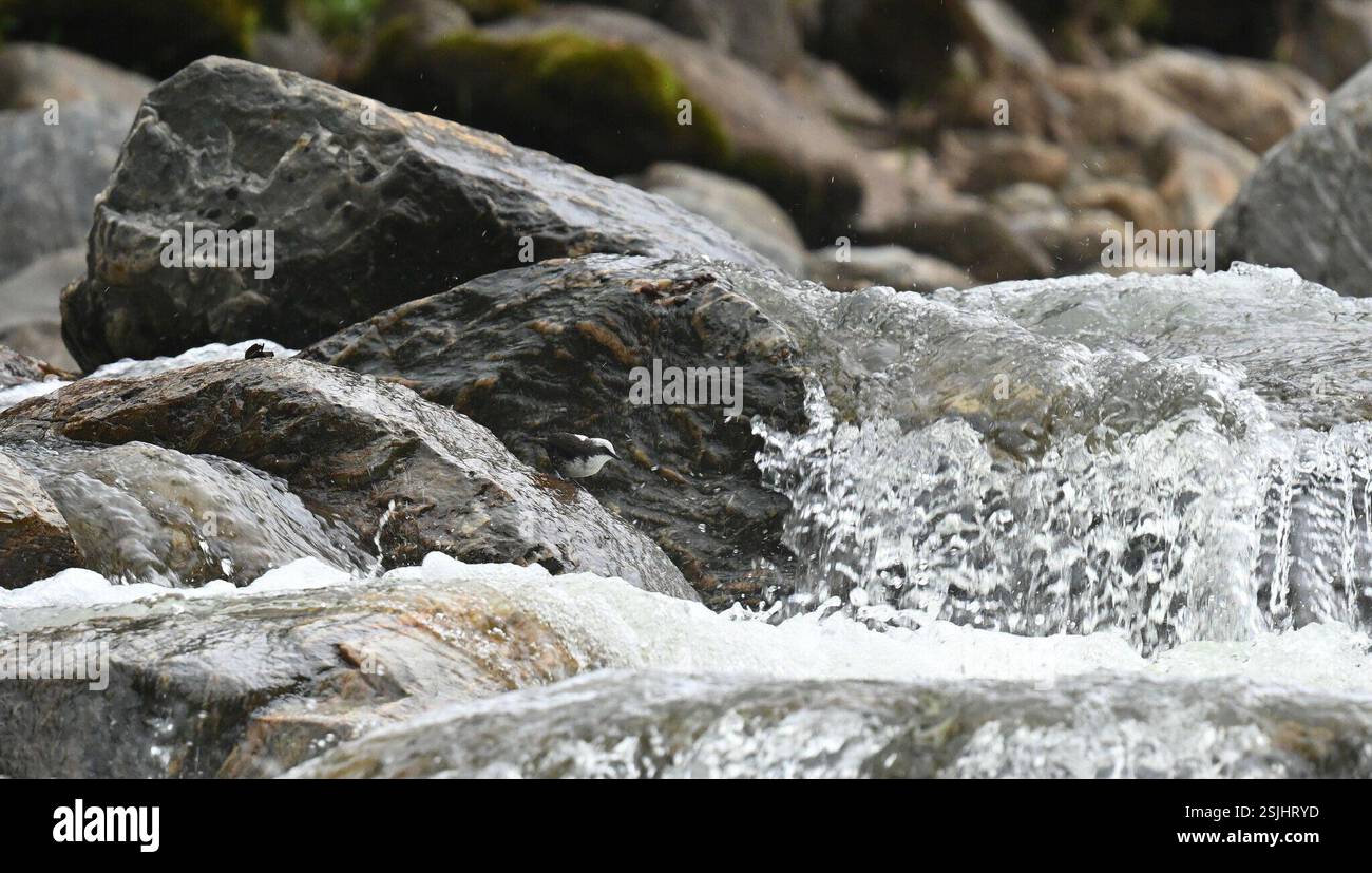 White-capped Dipper (Cinclus leucocephalus), Aves, Guango Lodge ...