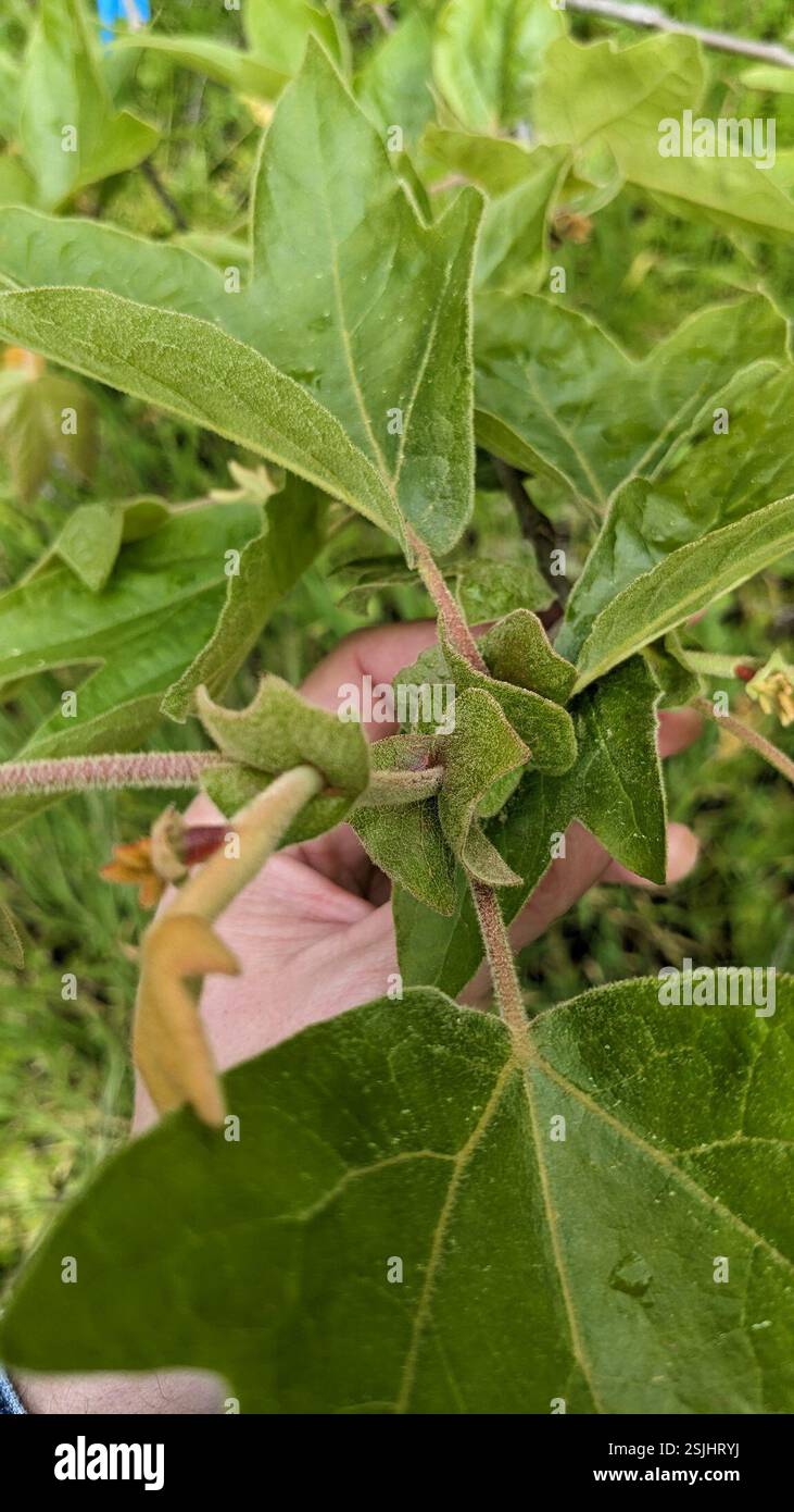western sycamore (Platanus racemosa), Plantae, Westwood, Los Angeles ...