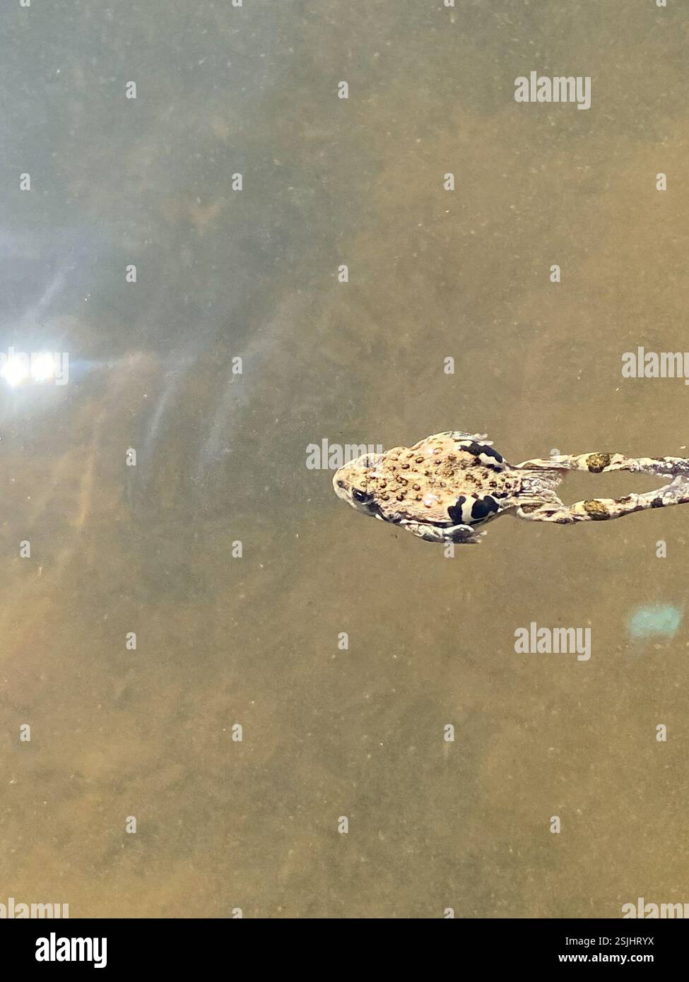 Four-eyed Frogs (Pleurodema), Amphibia, Province de Santa Cruz, AR ...