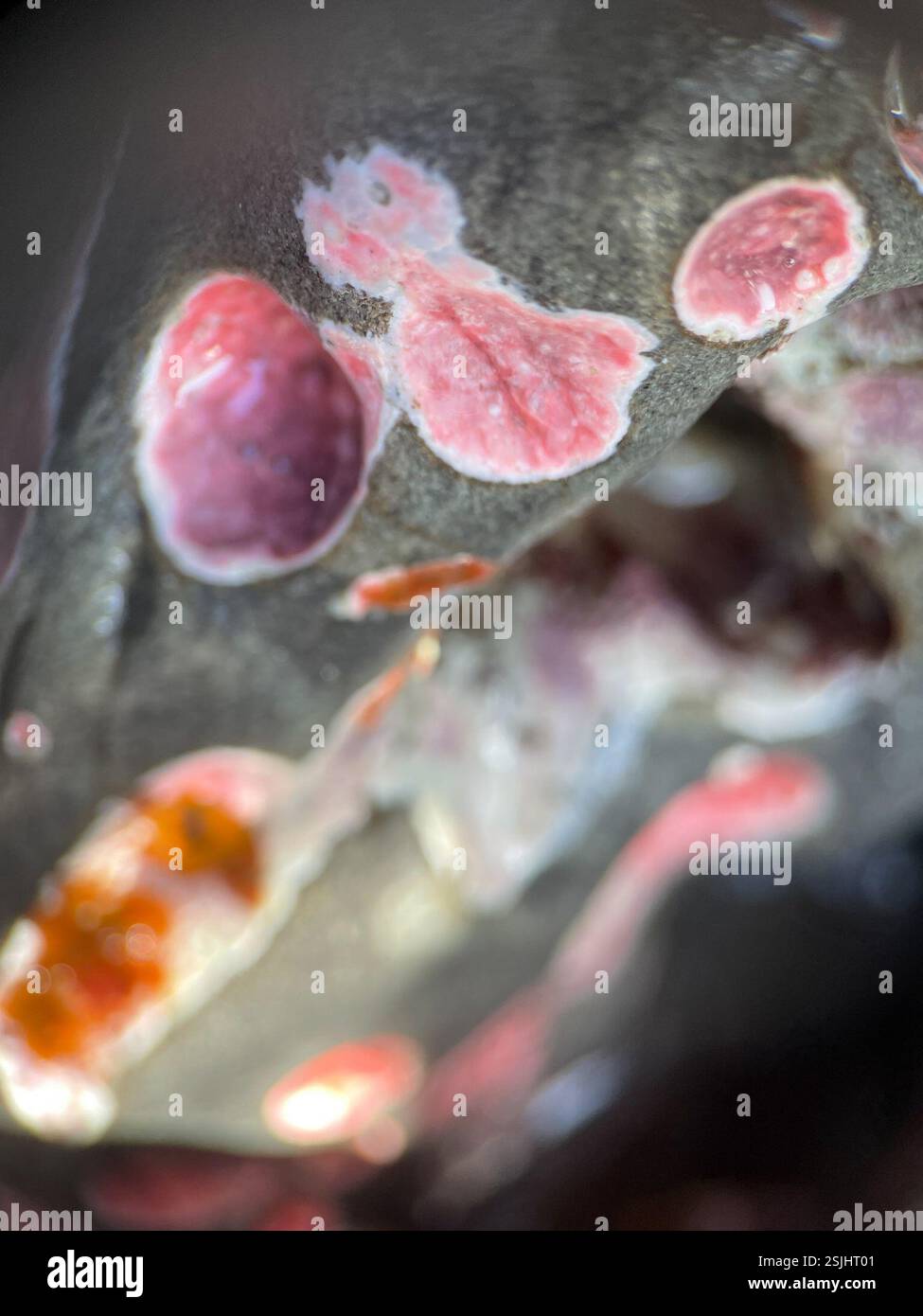 Crustose coralline algae (Lithothamnion), Plantae, North Pacific Ocean ...