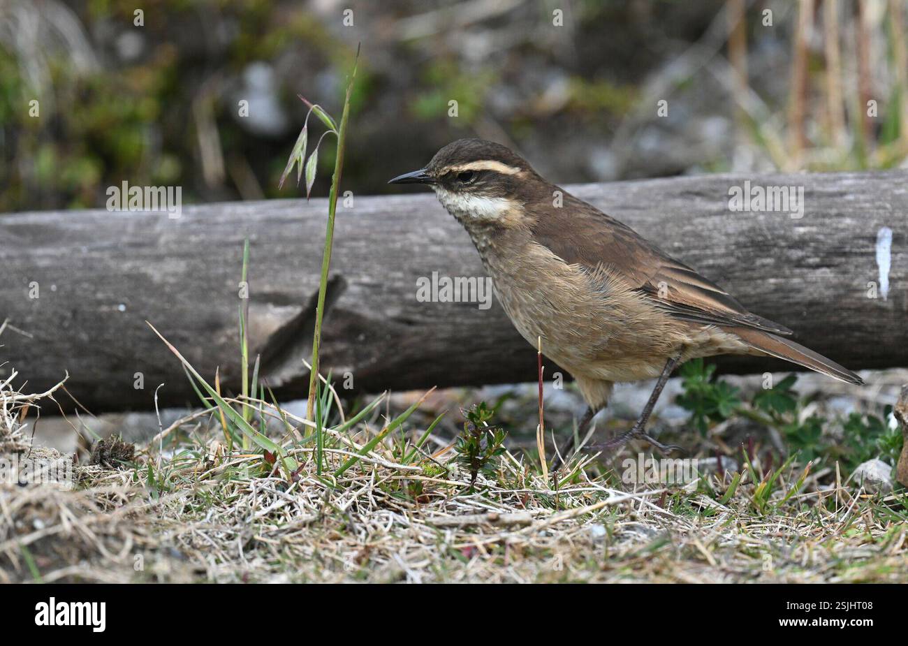 Chestnut-winged Cinclodes (Cinclodes albidiventris), Aves, Papallacta Antennas, Quijos, Ecuador ...