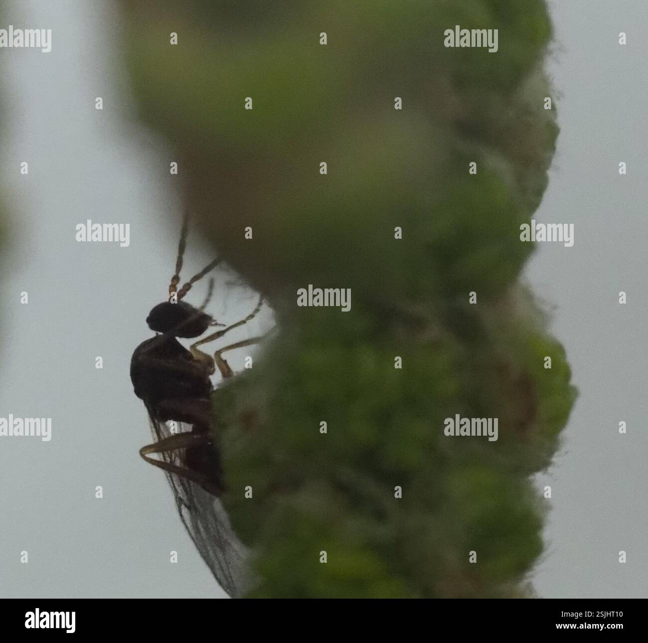 Oak Gall Wasps (Cynipini), Insecta, Travis, Texas, United States Stock ...