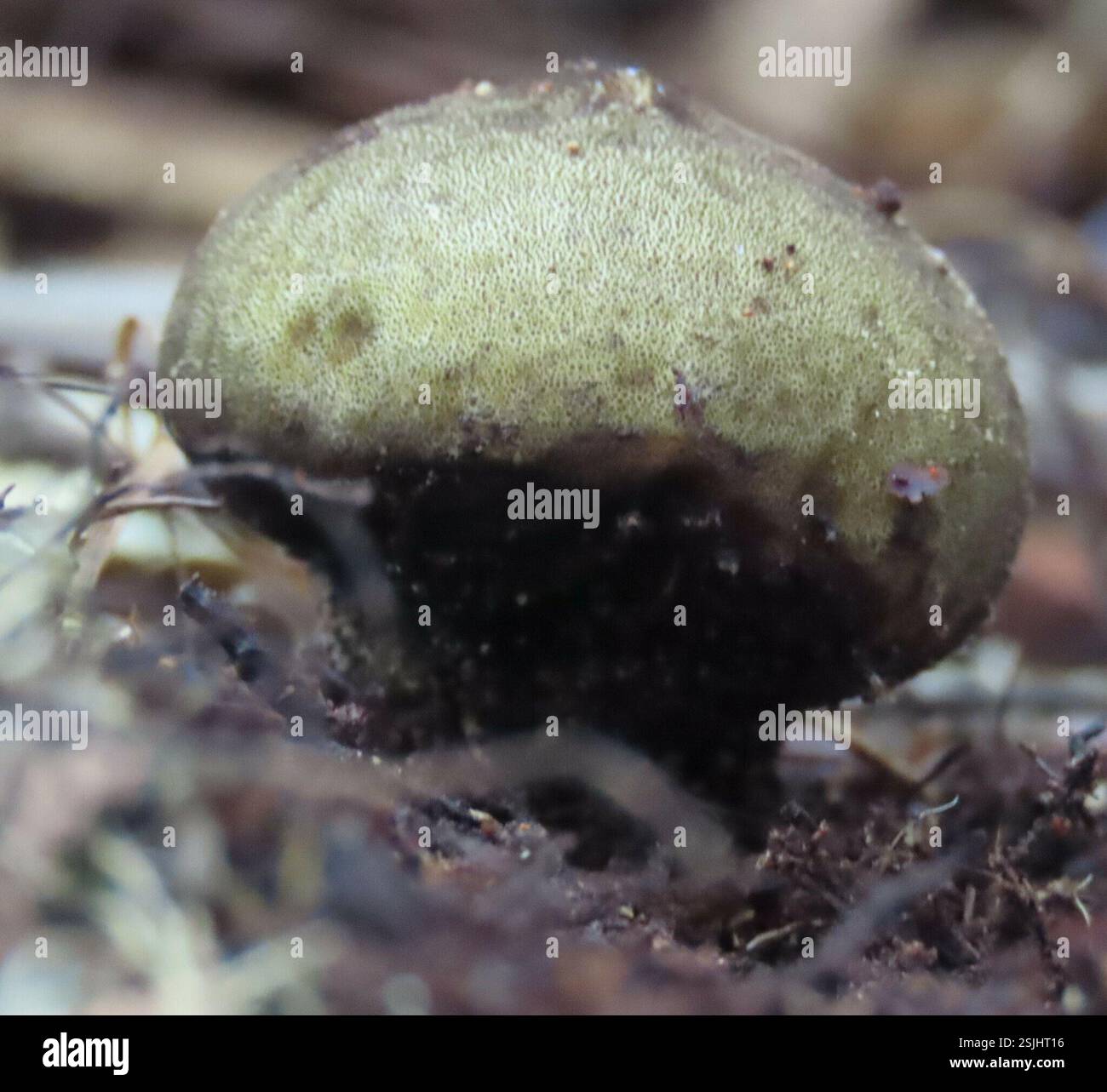 puffballs (Lycoperdaceae), Fungi, 19 Thatcher Crescent, Crofton Downs ...