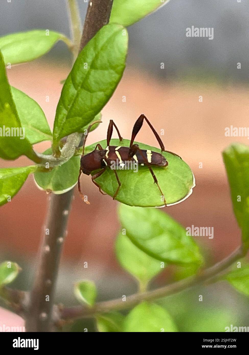 Red-headed Ash Borer (Neoclytus acuminatus), Insecta, Moffat Rd, Temple ...