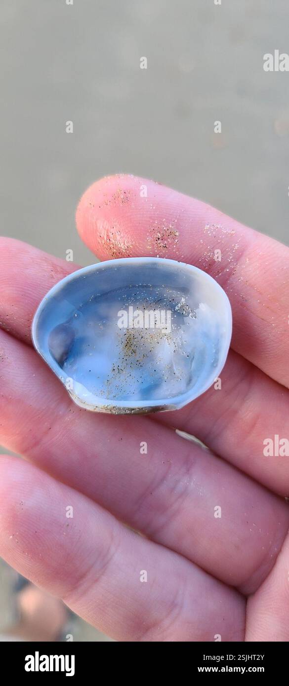 Oblong Venus (Venerupis largillierti), Mollusca, Hillgrove, New Zealand Stock Photo - Alamy
