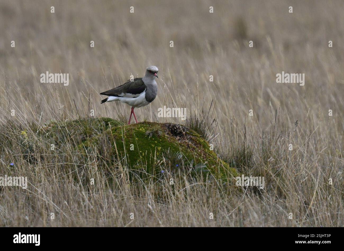 Andean Lapwing (Vanellus resplendens), Aves, Reserva Antisana area ...