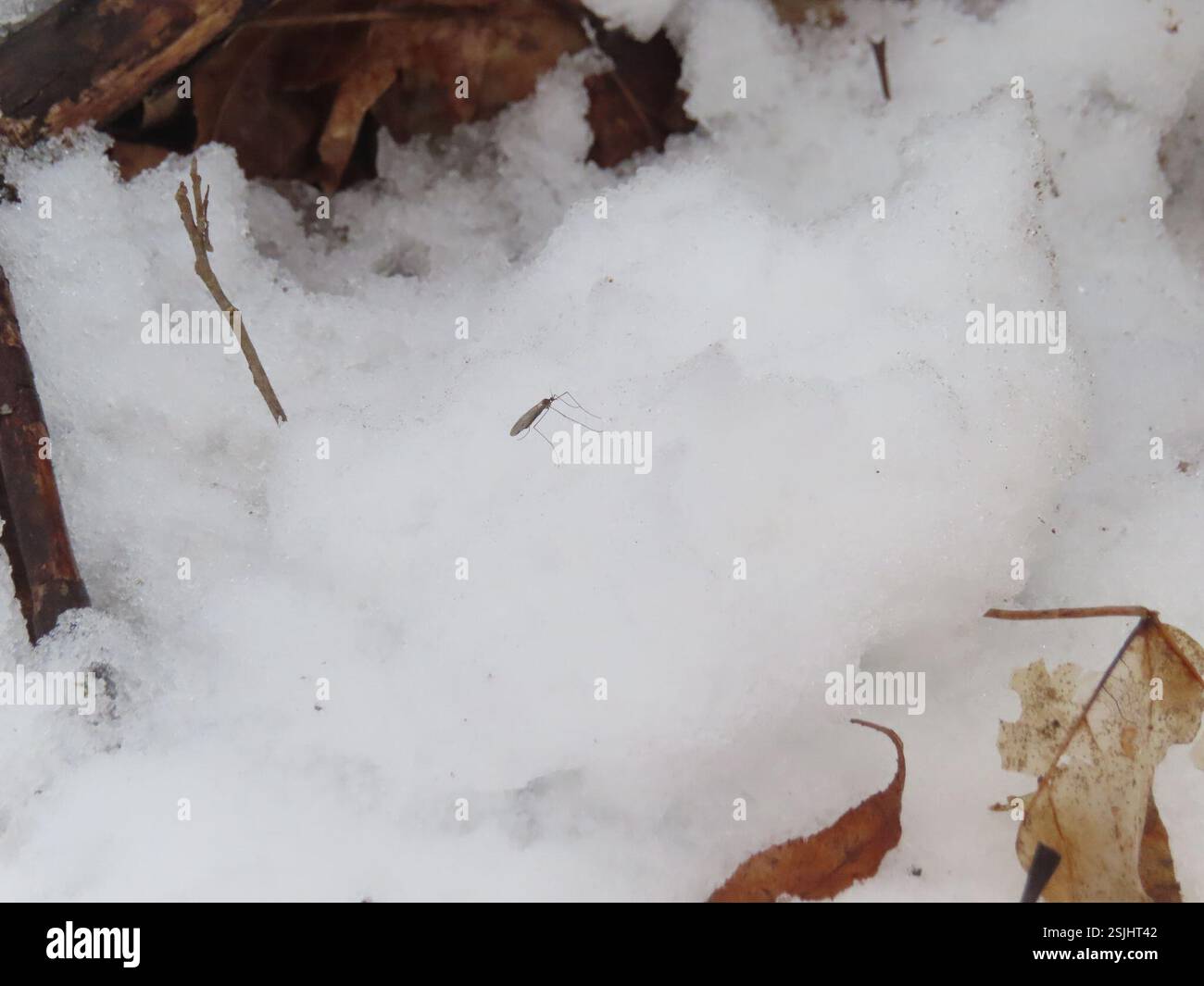 (Trichocera), Insecta, Waukesha County, WI, USA Stock Photo - Alamy