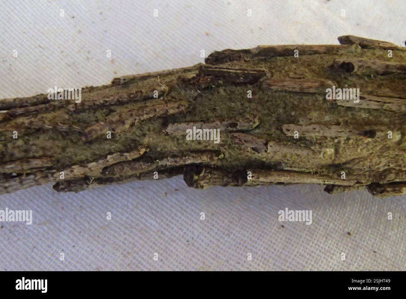 Saunder's Case Moth (Metura elongatus), Insecta, 62 Railway Parade ...