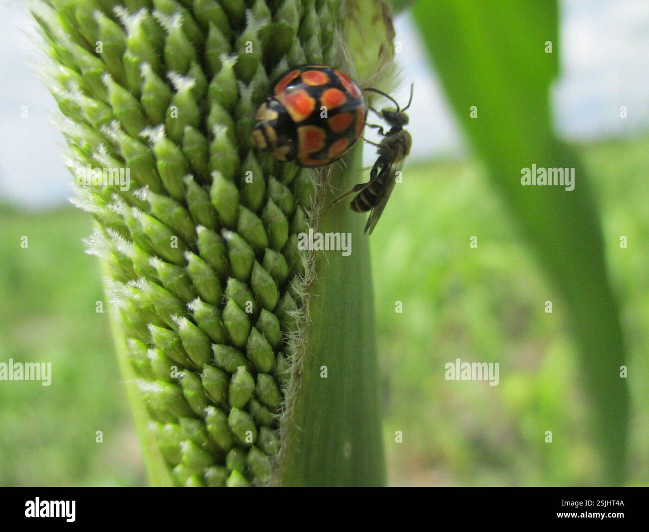 Lunate Lady Beetle (Cheilomenes lunata), Insecta, Zambezi Region ...