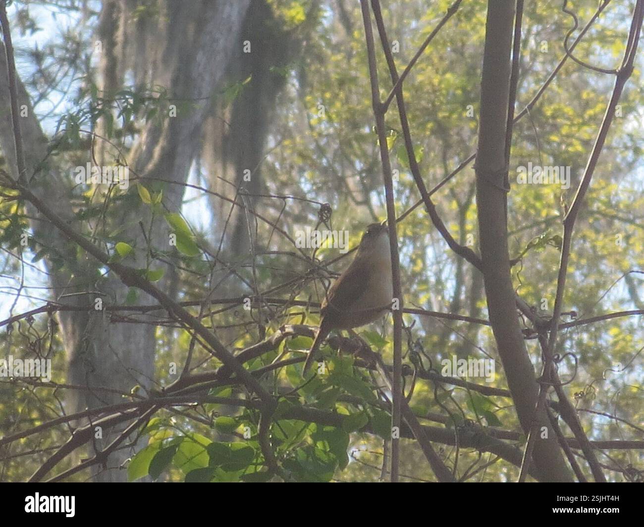 Carolina Wren (Thryothorus ludovicianus), Aves, 0 Windsor Forest ...