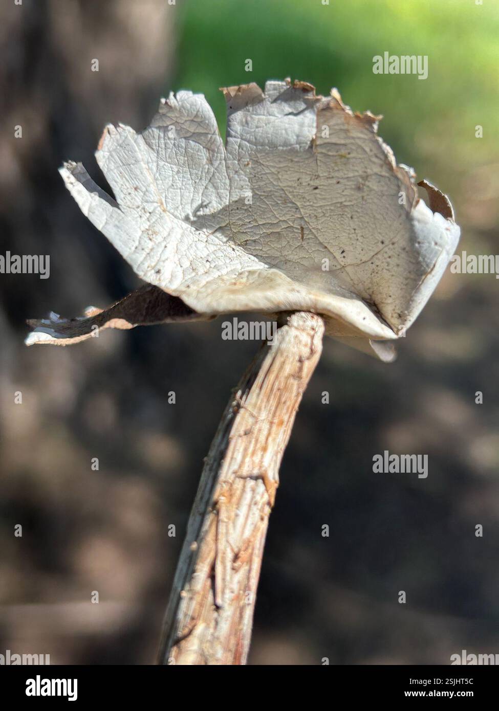 Sandy Stilt-puffball (Battarrea phalloides), Fungi, Moonstone Beach Dr ...