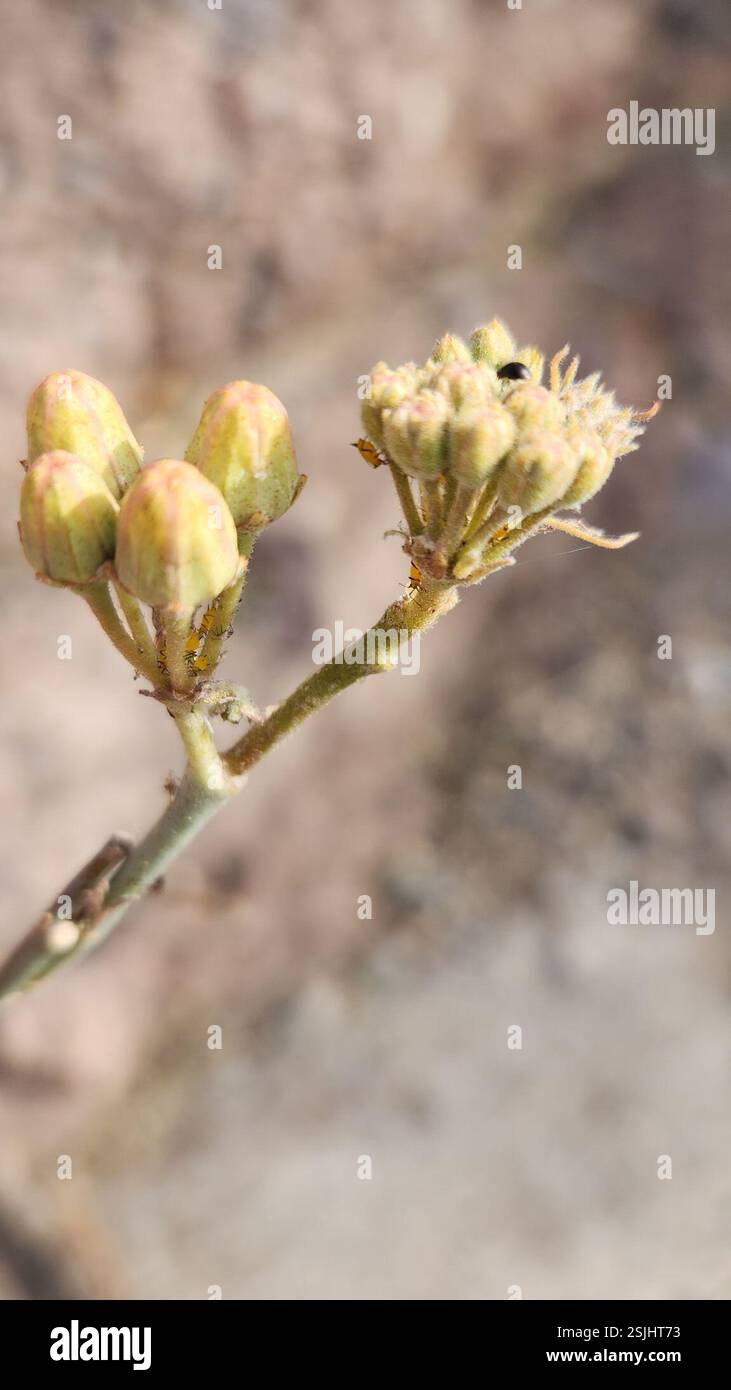 rush milkweed (Asclepias subulata), Plantae, Loreto, MX-BS, MX Stock ...