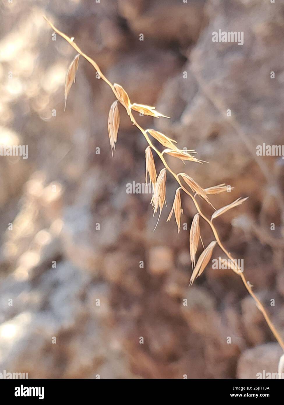 Sideoats Grama (Bouteloua curtipendula), Plantae, Randall County, TX ...